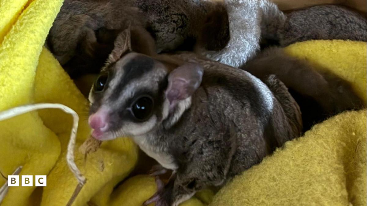 Australian suger-glider possums found outside Lidl in Scotland - BBC ...