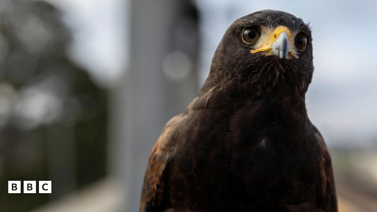 San Francisco metro hire hawk to stop pigeon poo problem - BBC Newsround