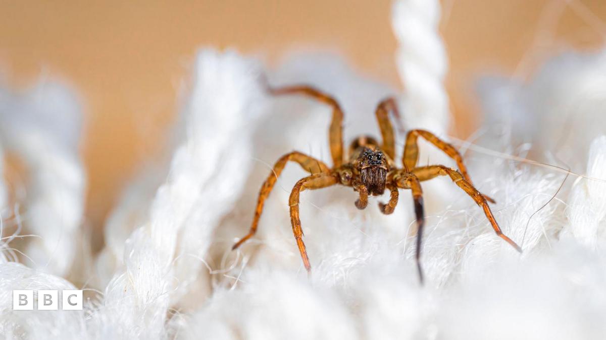 Spiders: Are there more spiders in our houses this autumn? - BBC Newsround