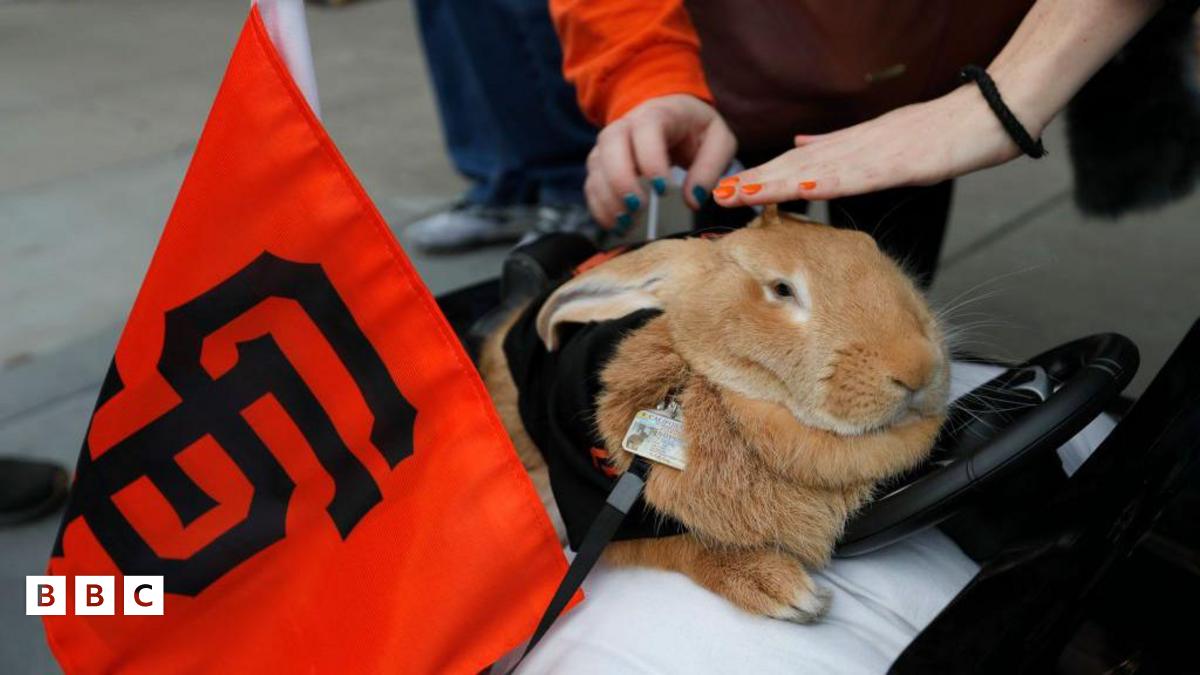 Meet Alex, the 'therapy bunny' - BBC Newsround