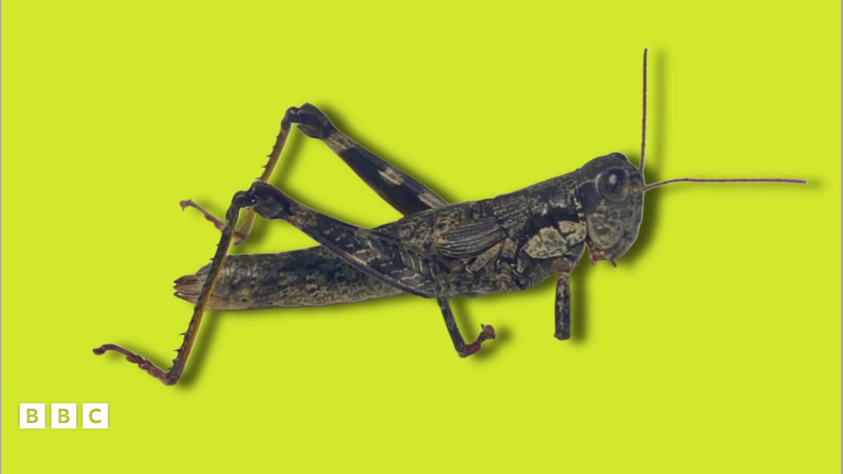 Grasshopper rediscovered nearly 80 years after it was last seen in ...