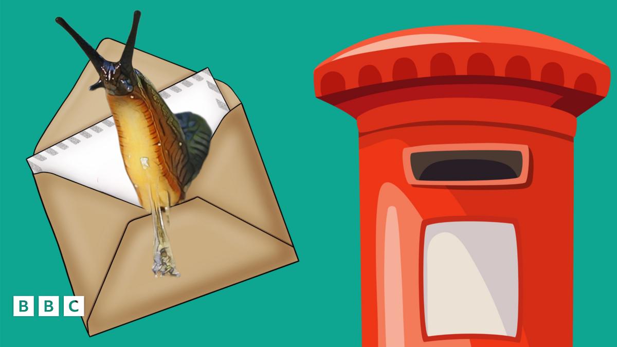 Forget snail mail, scientists want people to post slugs - BBC Newsround