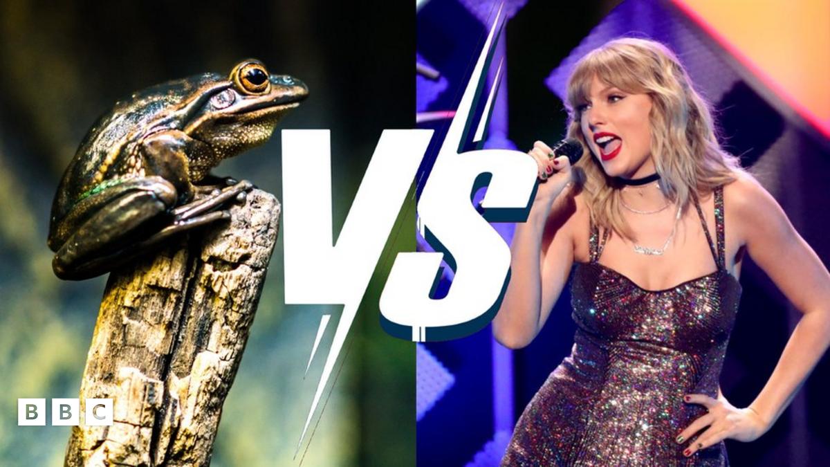 Could frog calls overtake Taylor Swift on the Australian charts? - BBC ...