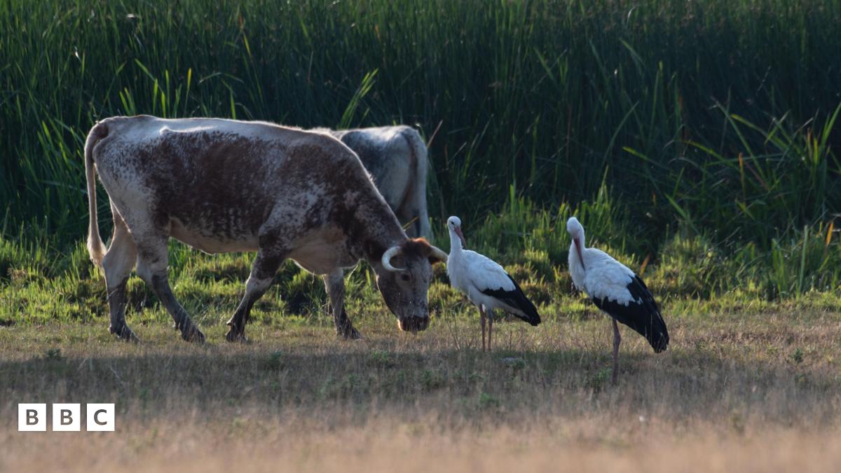 Rewilding at Knepp brings back birds, butterflies and bugs - BBC Newsround