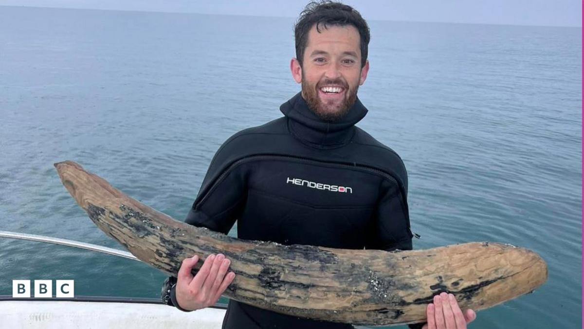 Fossilised tusk of ancient mastodon found off coast of Florida - BBC ...