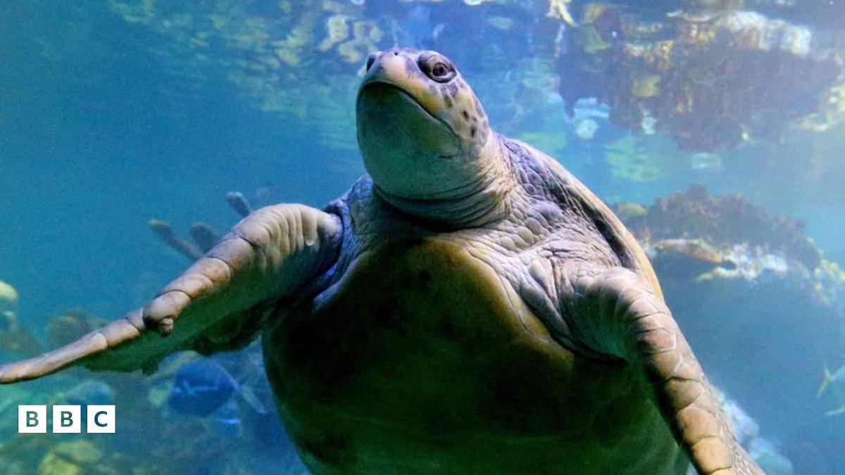 The 'iconic' 95-year-old Myrtle the turtle gets health check - BBC ...