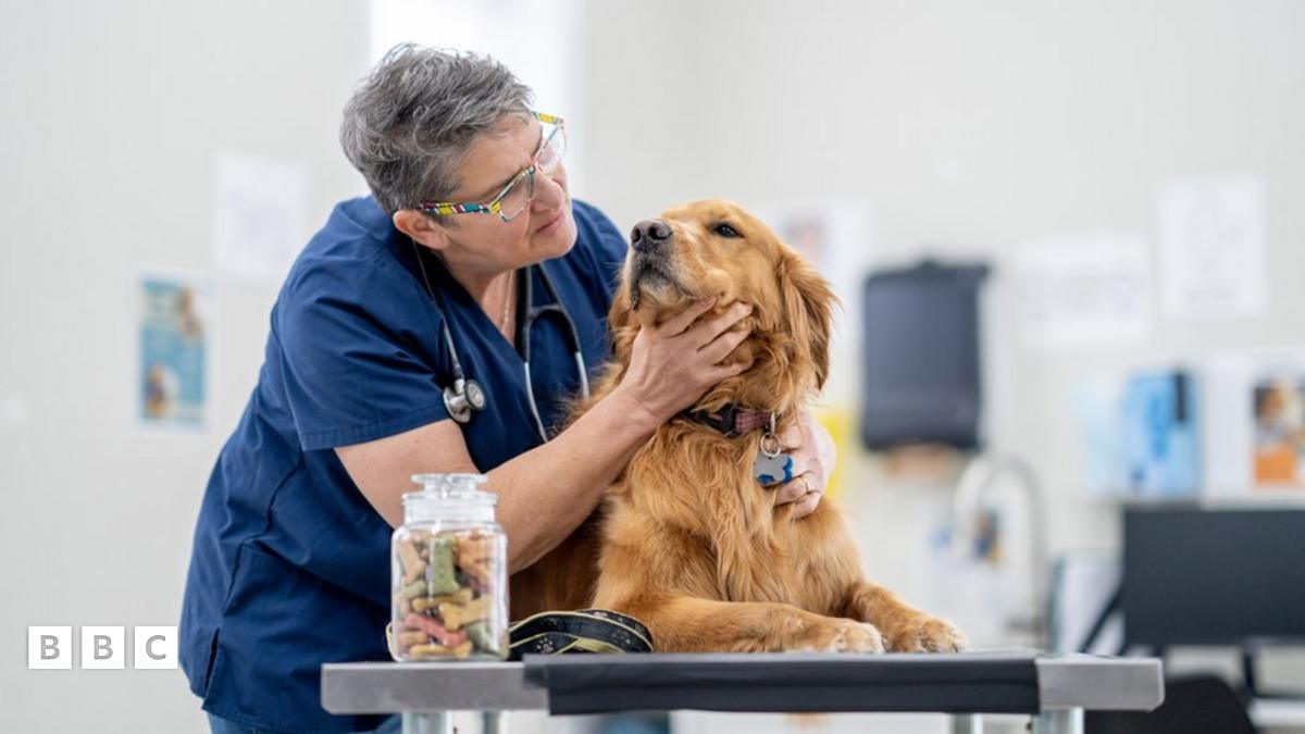 Pets: Are vet bills too expensive? - BBC Newsround
