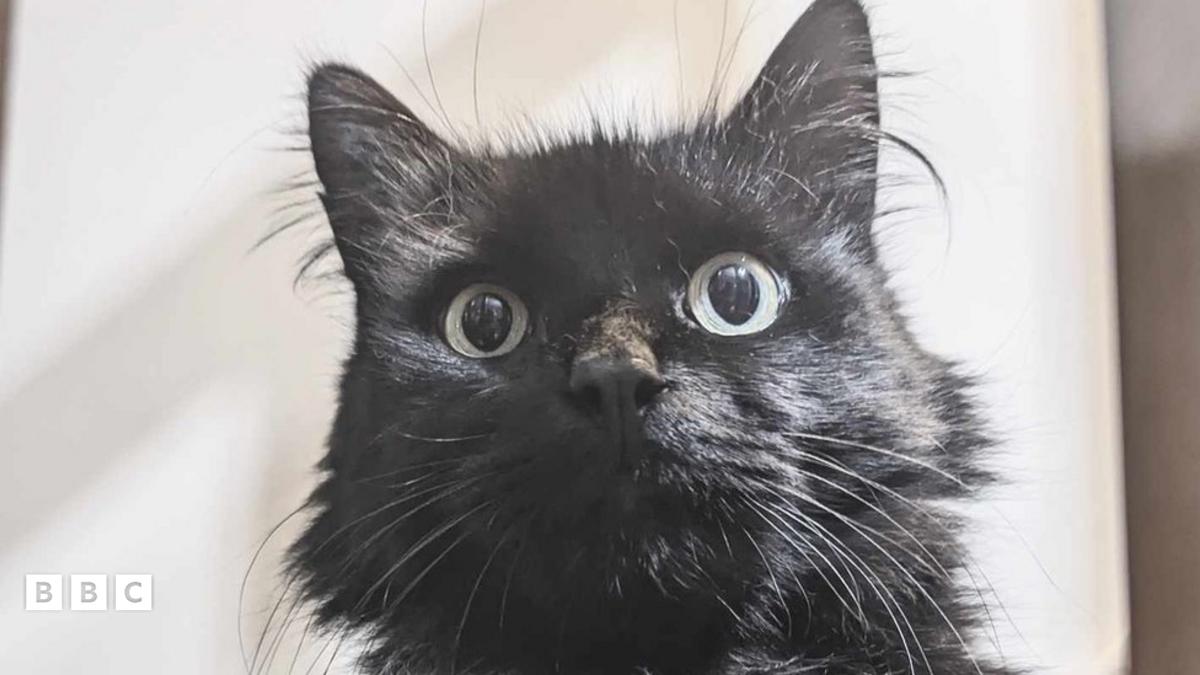 Missing Cambridgeshire cat found 60 miles away in London - BBC Newsround