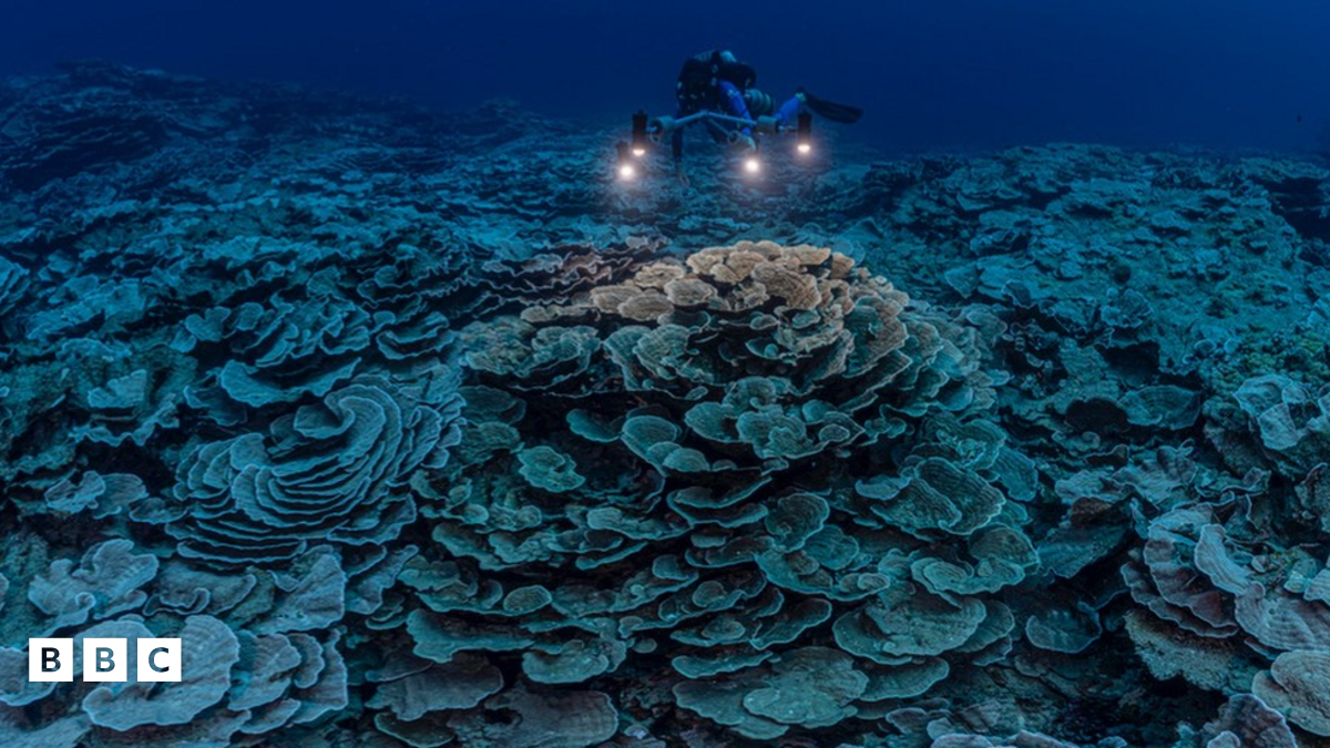Coral reef: Perfectly pristine reef discovered by marine explorers ...