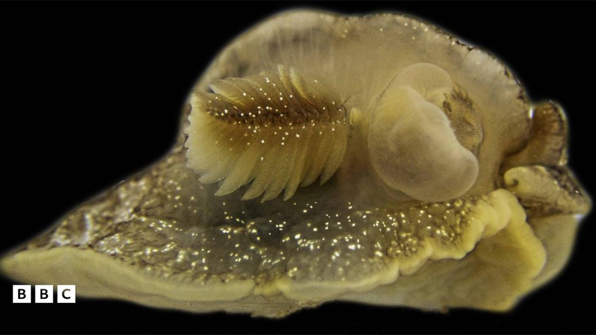 Climate change: New sea slug species found in the sea near UK - BBC ...