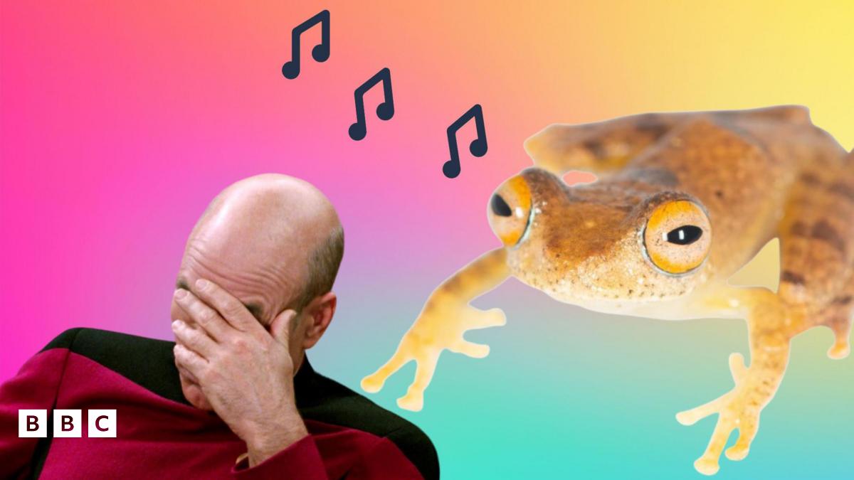 Star Trek frog species named after Kirk and other iconic captains - BBC ...