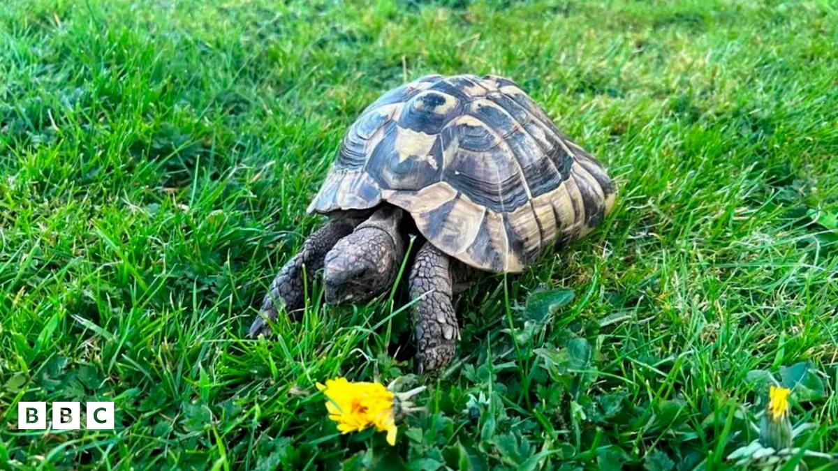 Meet Leonardo the tortoise that went missing for nine months - BBC ...