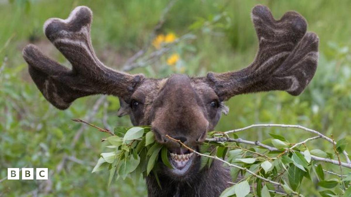 The Great Moose Migration: Why are millions of people watching elk in ...