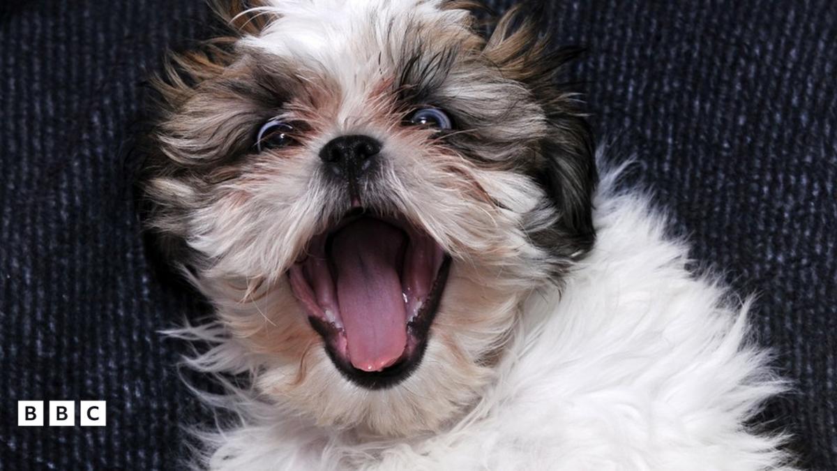Gallery: Practice your present face - BBC Newsround