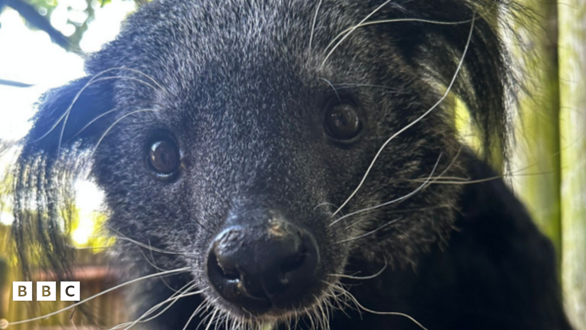 Bearcat to be cryogenically frozen to help protect species - BBC Newsround