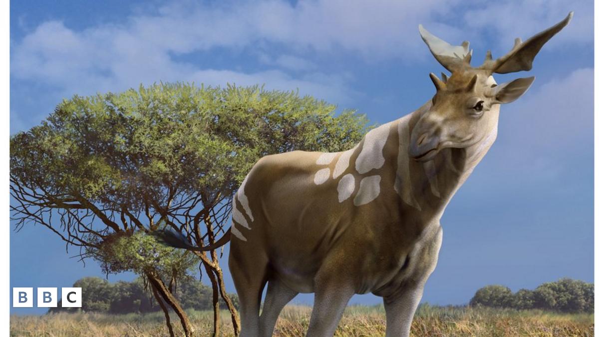 Fossil of ancient giraffe shows it was the biggest ever - BBC Newsround