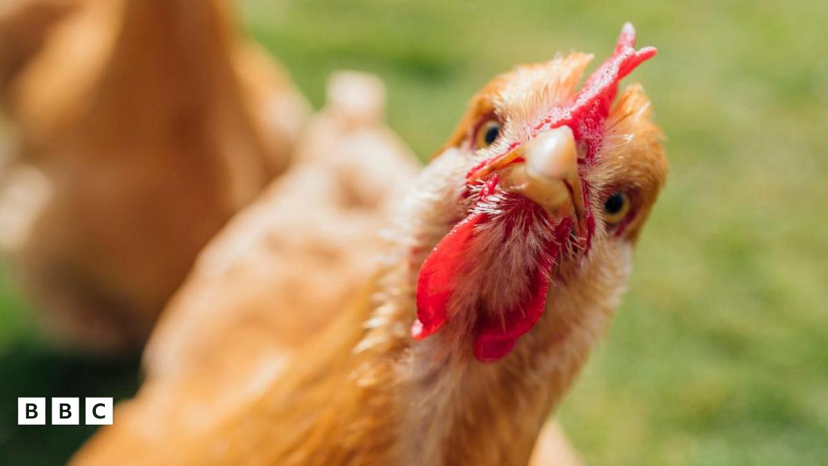 Hen-barrassed: Researchers discover hens blush to show emotion - BBC Newsround