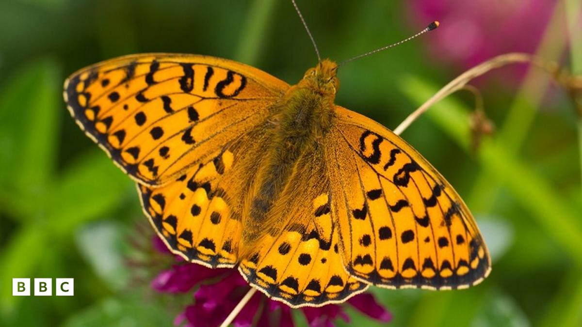 UK butterflies bounce back to best levels for 20 years, survey finds ...