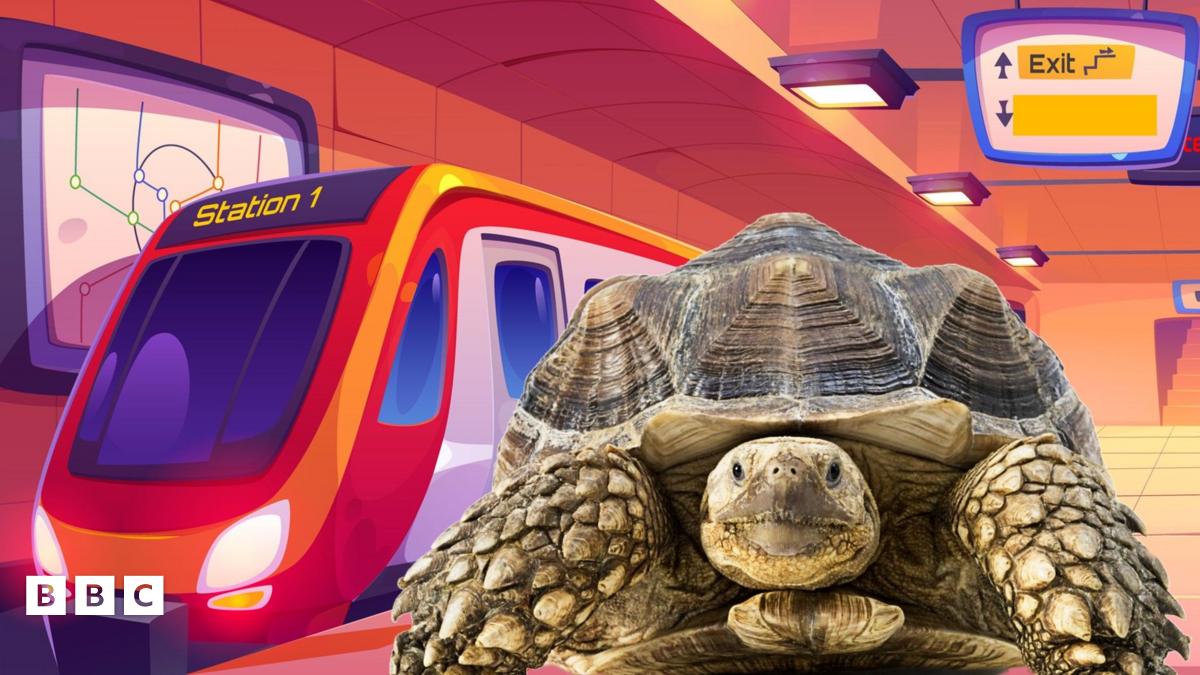 Runaway tortoise rescued after being spotted on train tracks - BBC ...