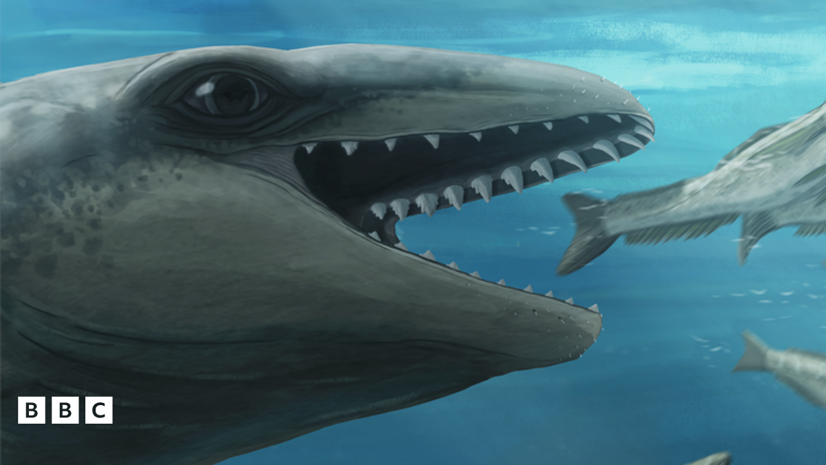 New species of whale discovered on Australia's coast - BBC Newsround