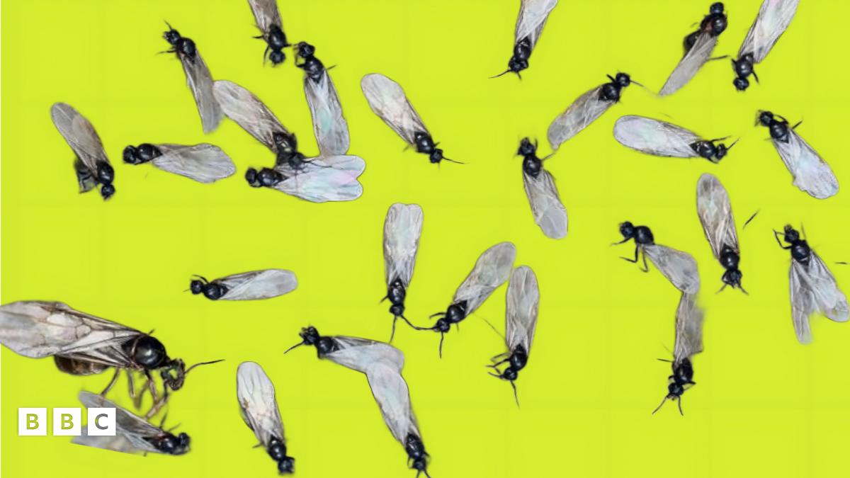Flying Ant Day: When is it? Have you seen any? - BBC Newsround