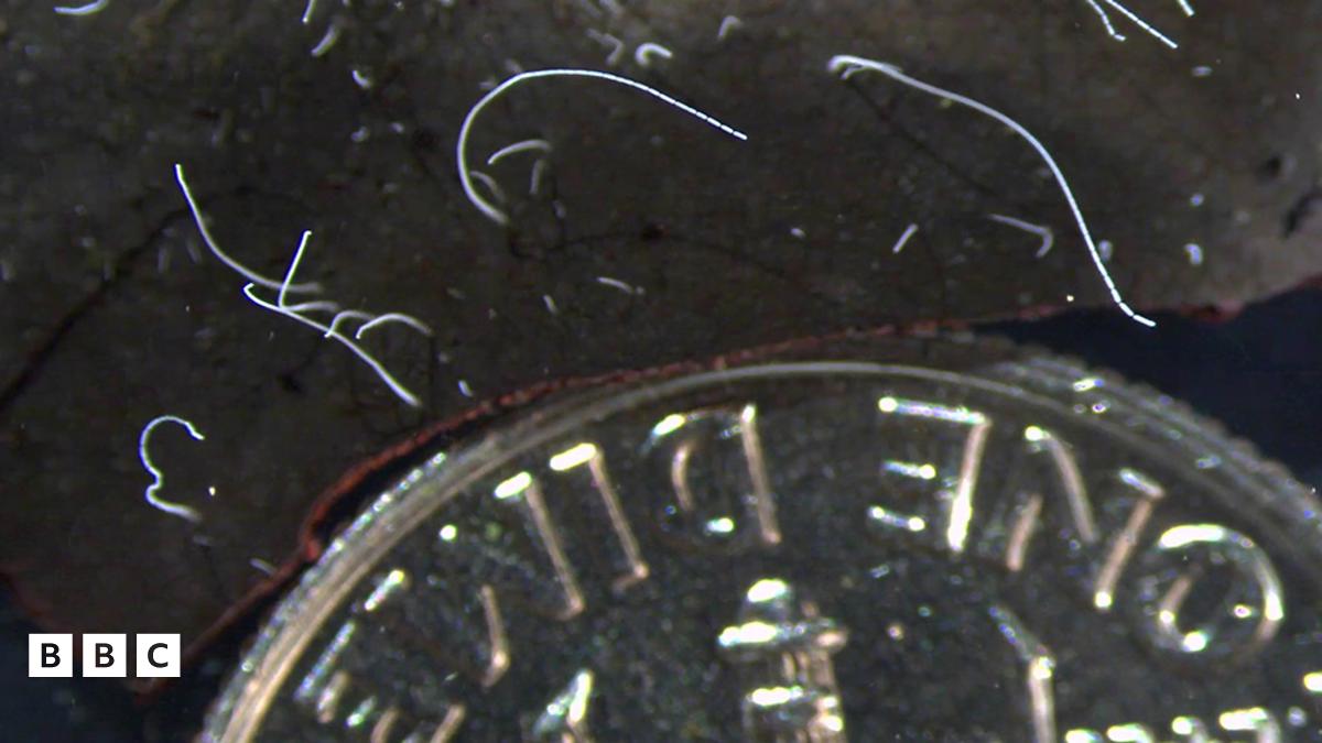 Bacterium as big as an eyelash is the largest ever discovered! - BBC ...