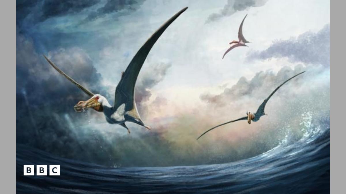 Archaeology: A new species of pterosaur has been discovered - BBC Newsround