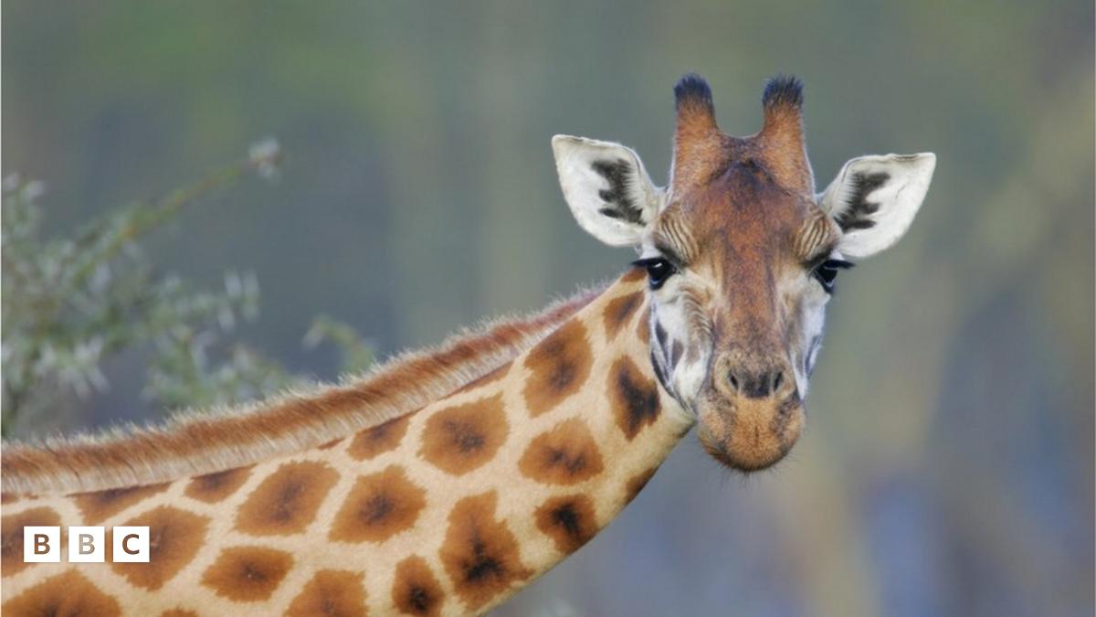 Giraffes use maths to make predictions, according to new study - BBC ...