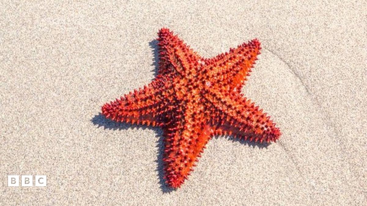 Starfish arms are their heads, new study suggests - BBC Newsround