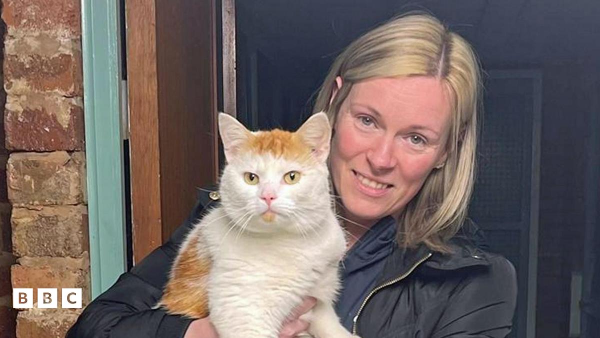 Beans the missing cat found 300 miles away from home - BBC Newsround