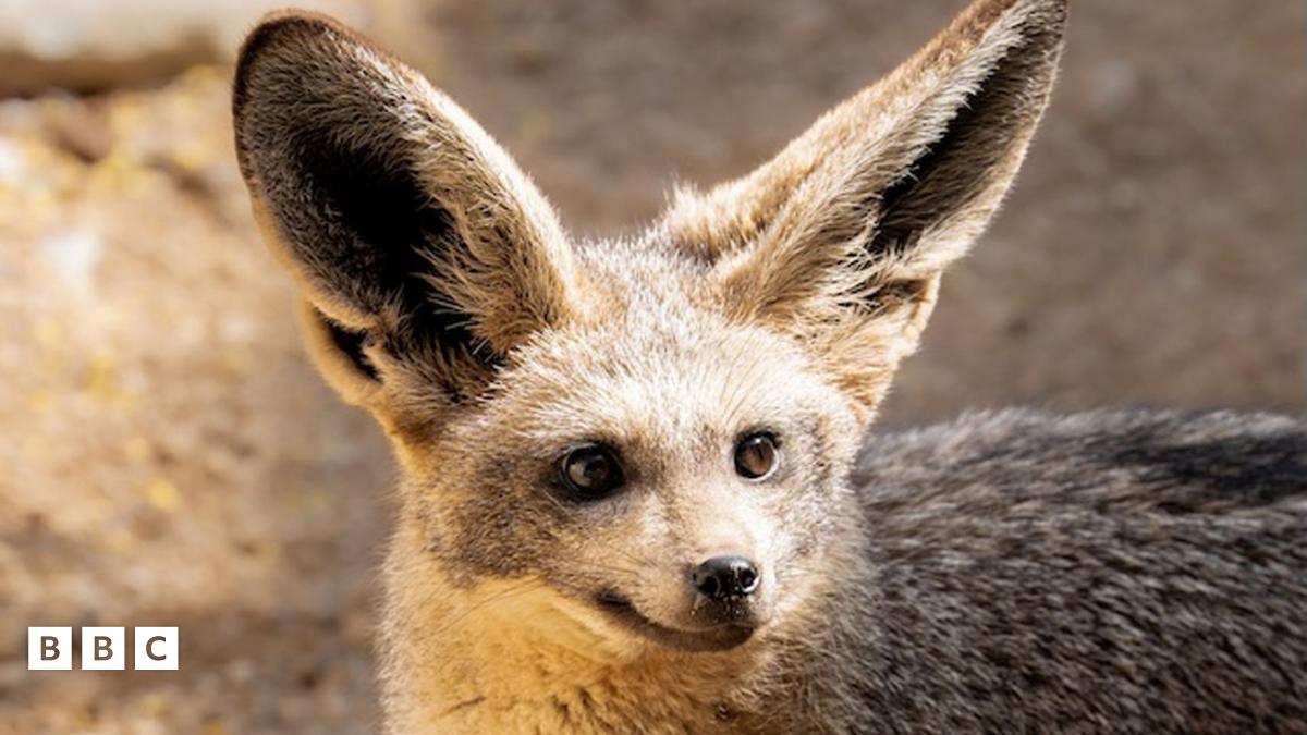 Amazing facts about the bat-eared fox - BBC Newsround