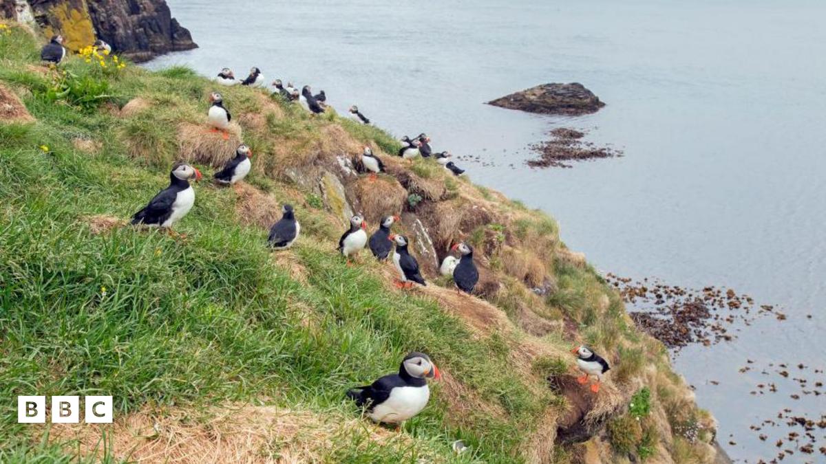 Throwing puffins off cliff in Iceland - BBC Newsround