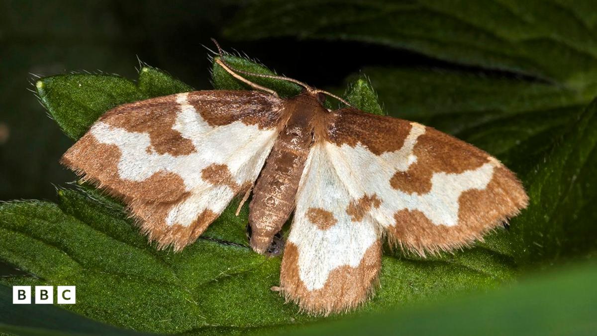 Weather data shows decline of nocturnal insects - BBC Newsround