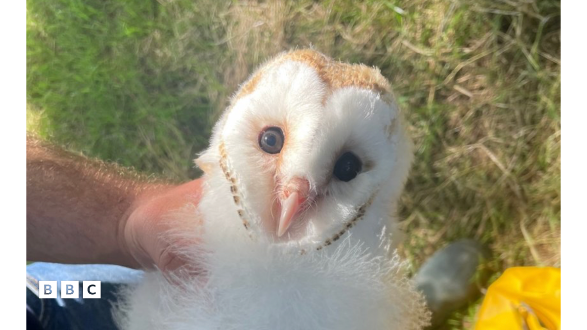 Northern Ireland: Successful barn owl breeding in County Down - BBC ...