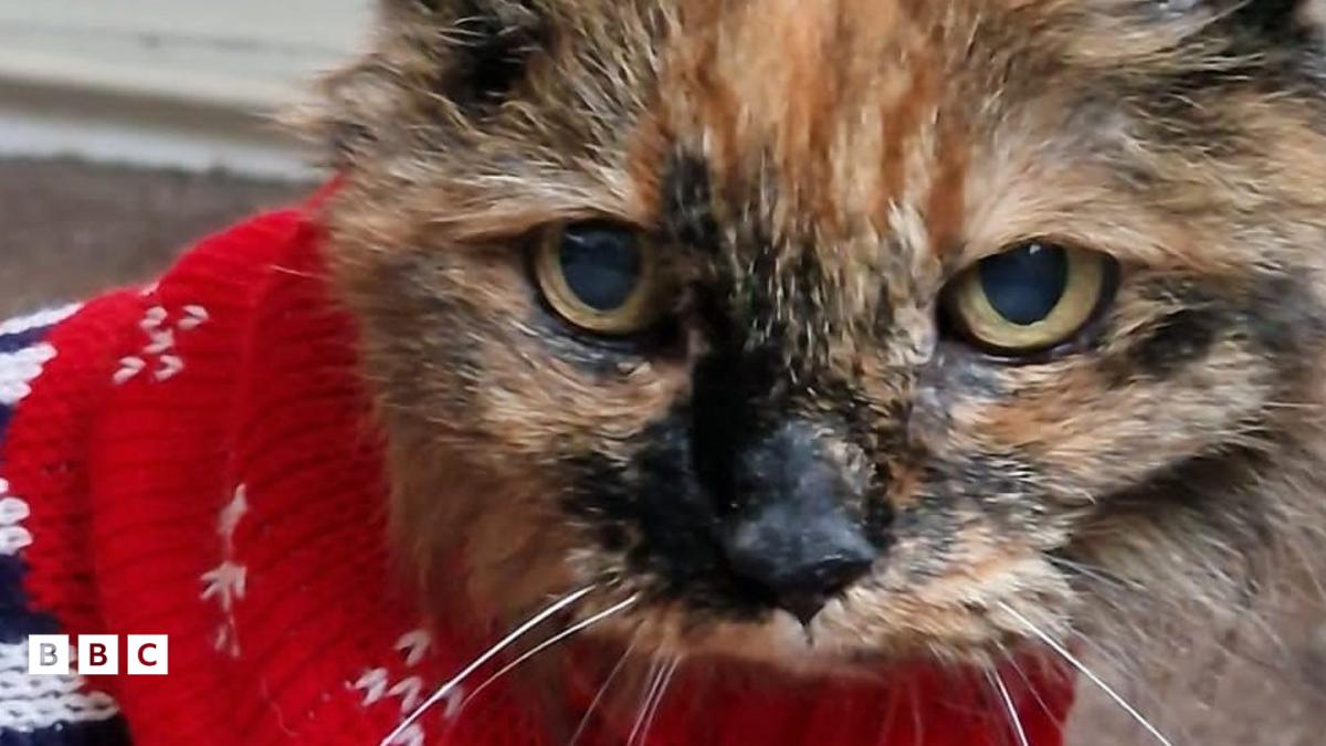 Rosie the cat is celebrating her 32nd birthday - BBC Newsround