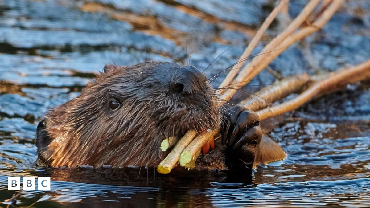Biodiversity: Beavers introduced to Loch Lomond - BBC Newsround