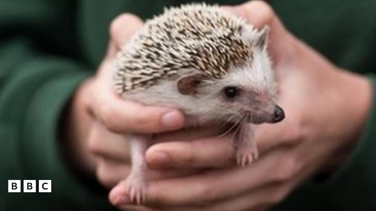 Red squirrels, rabbits and hedgehogs: Why their numbers are falling ...