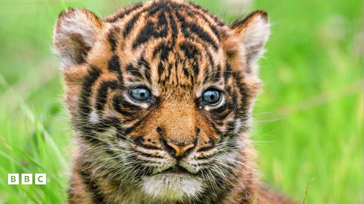 Largest litter of rare Sumatran tigers born in UK - BBC Newsround