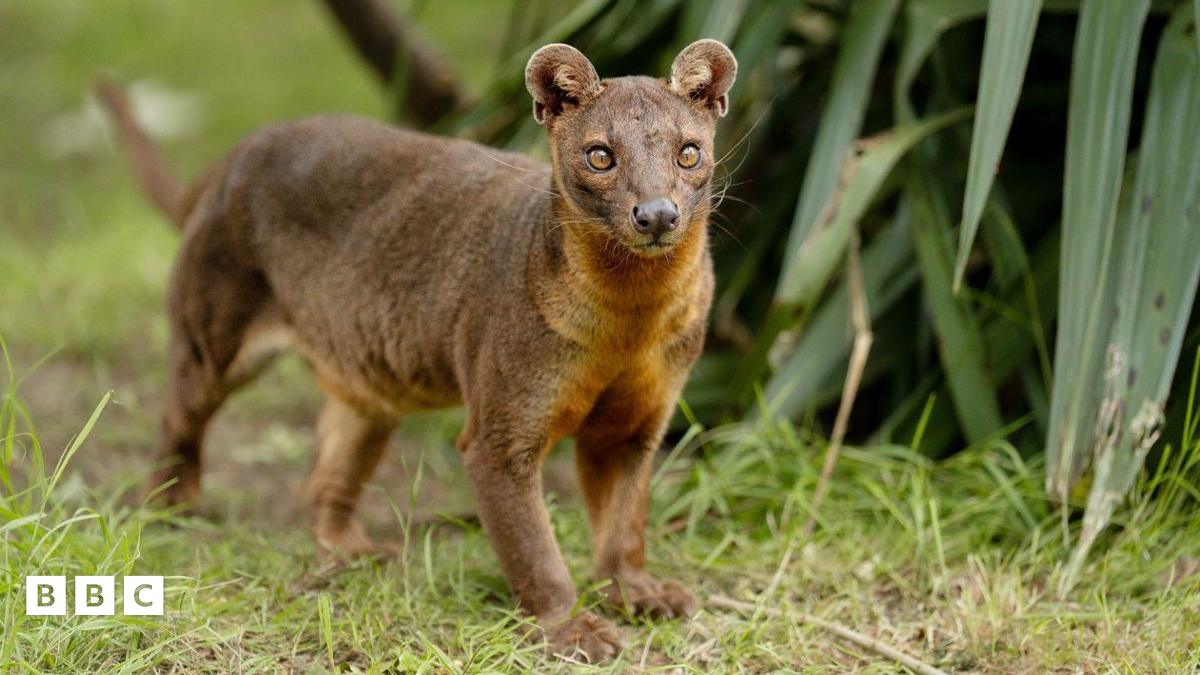 A rare fossa has arrived at Chester Zoo - BBC Newsround
