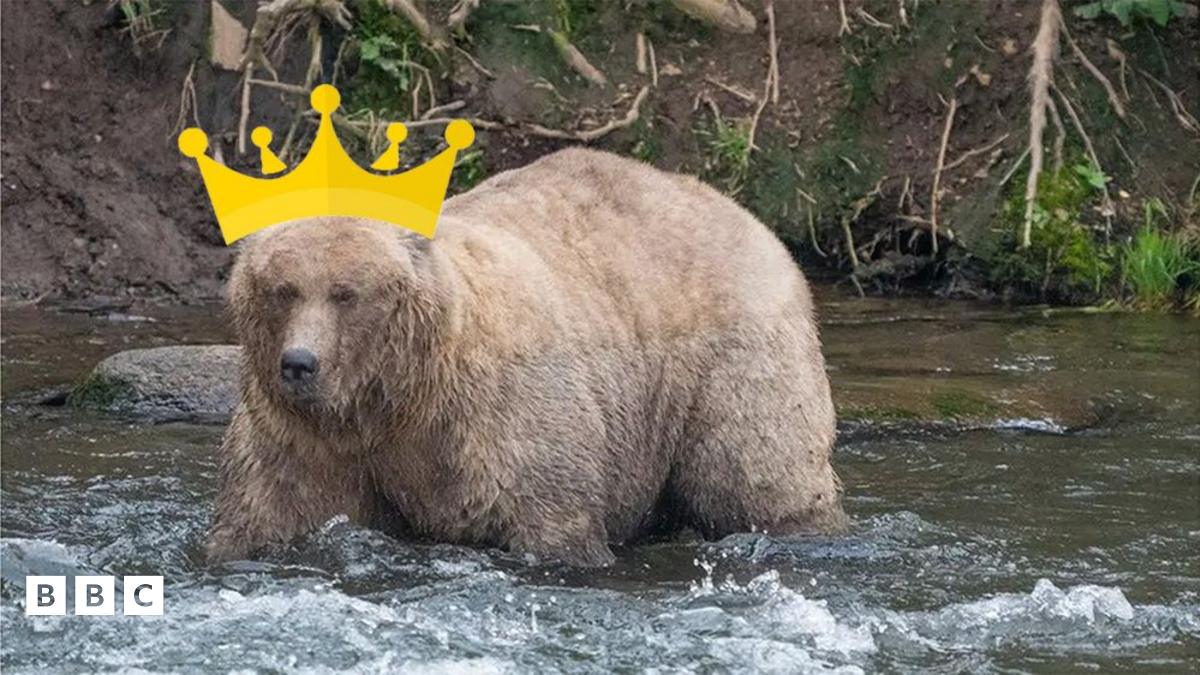 Fat Bear Week: Who was crowned the winner this year? - BBC Newsround