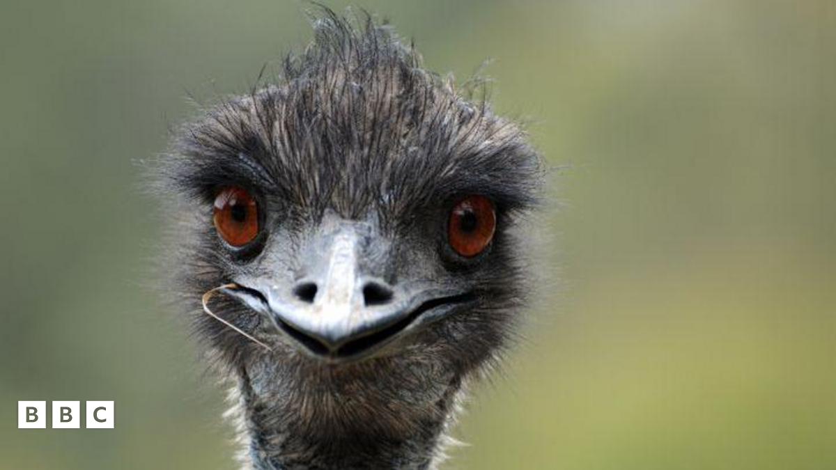 Emus are good problem solvers scientists say - BBC Newsround