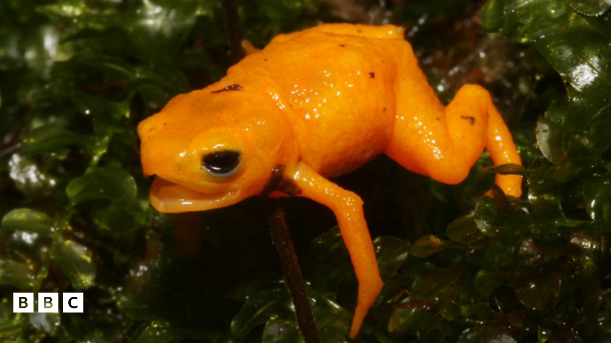 Meet the pumpkin toadlet a new species with glowing bones! - BBC Newsround