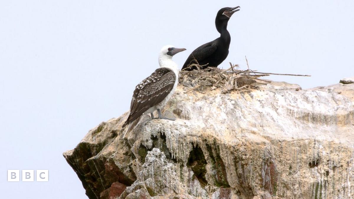 Scientists use 2,200 year old bird poo to reveal history of Andean ...