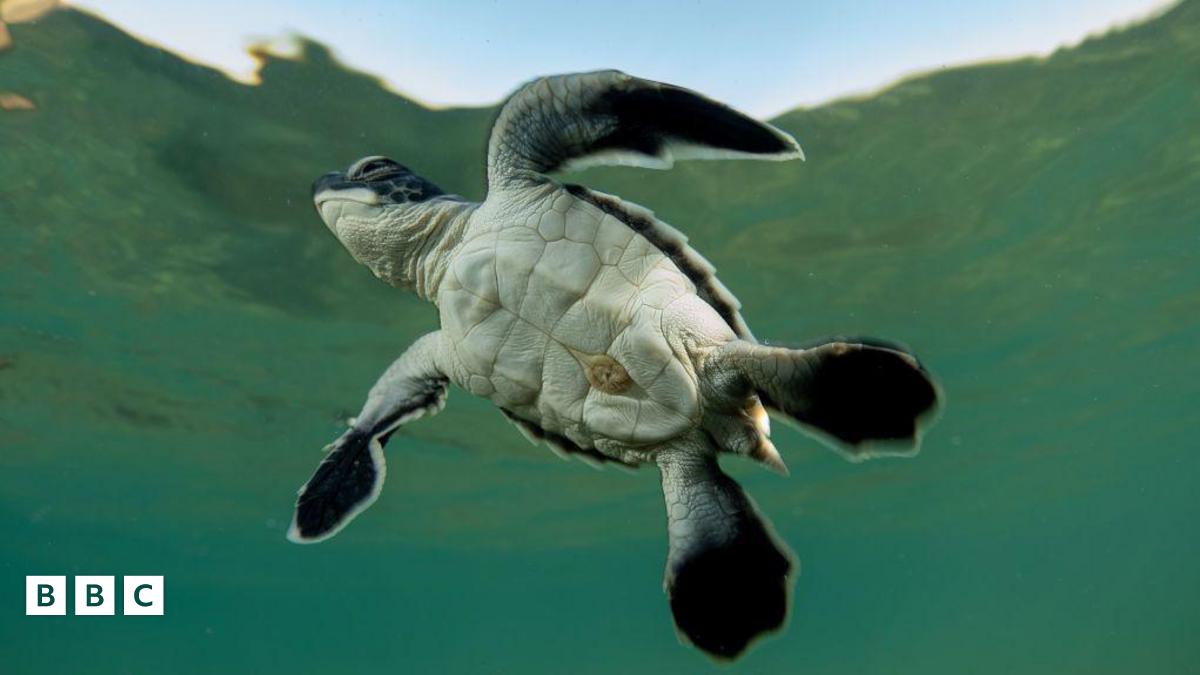 Rare loggerhead turtles released after washing up on UK shores - BBC ...