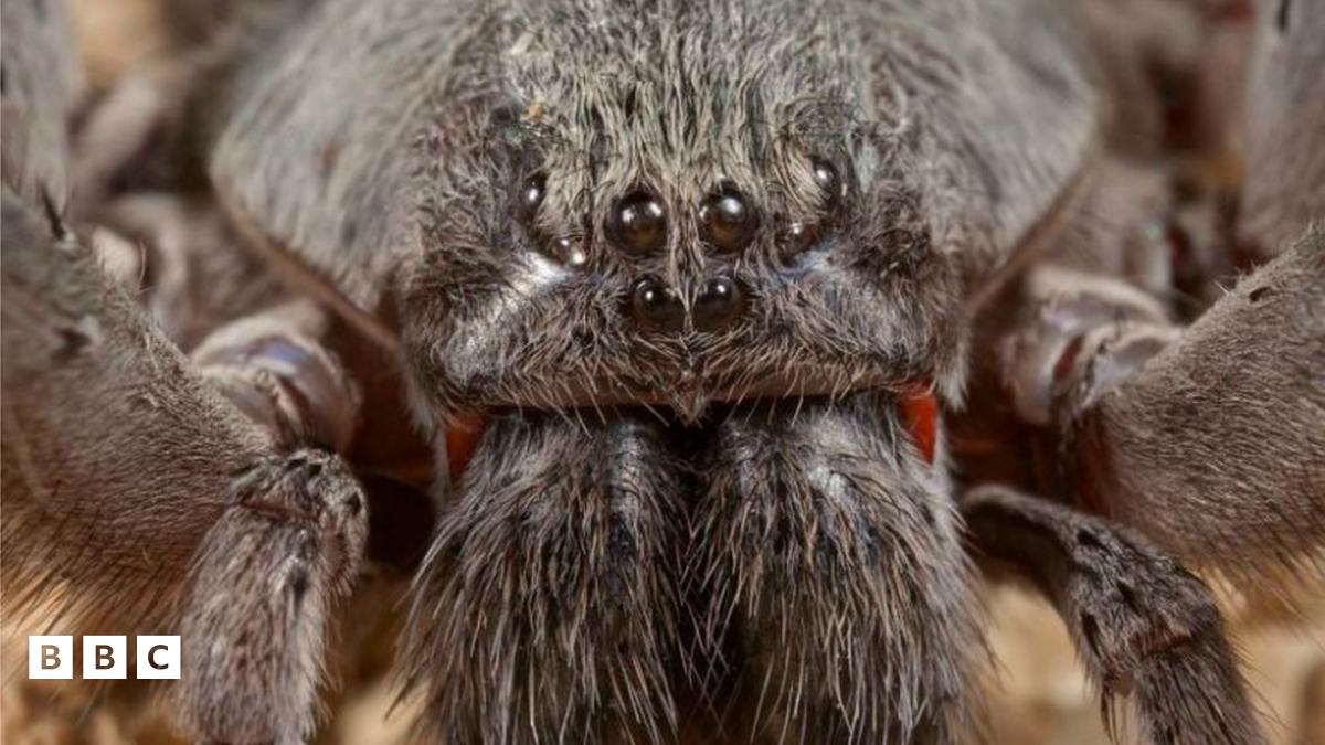 Massive new spider with red fangs discovered in caves in Mexico - BBC ...