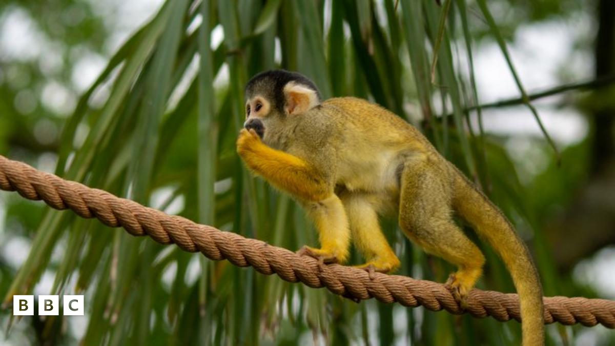 Exotic pets: What are the rules around keeping primates? - BBC Newsround