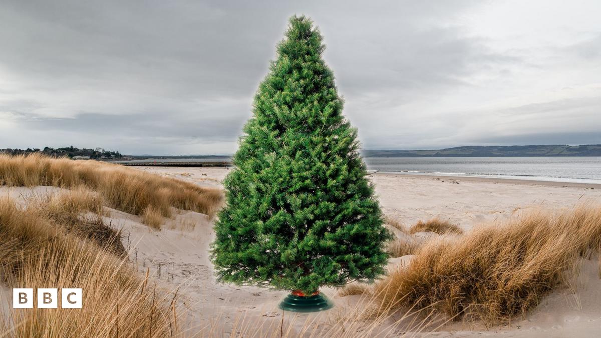Why are Christmas trees being planted on the beach? - BBC Newsround
