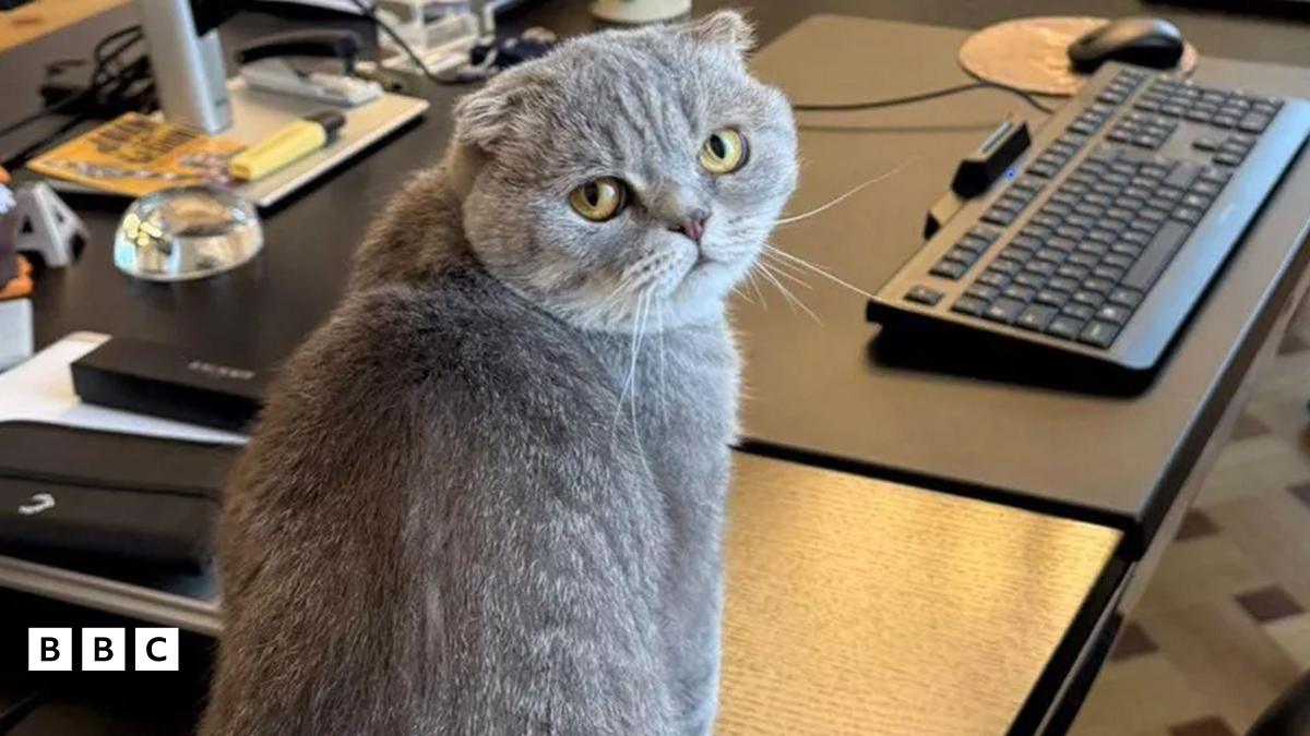 Political pets - The Belgian PM's cat is a social media star - BBC ...
