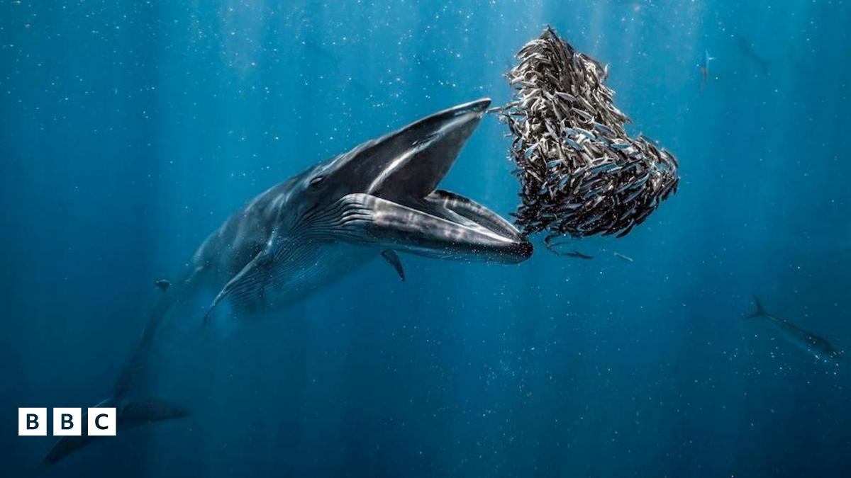 Ocean Photographer of the Year 2024: Spectacular sea shots - BBC Newsround