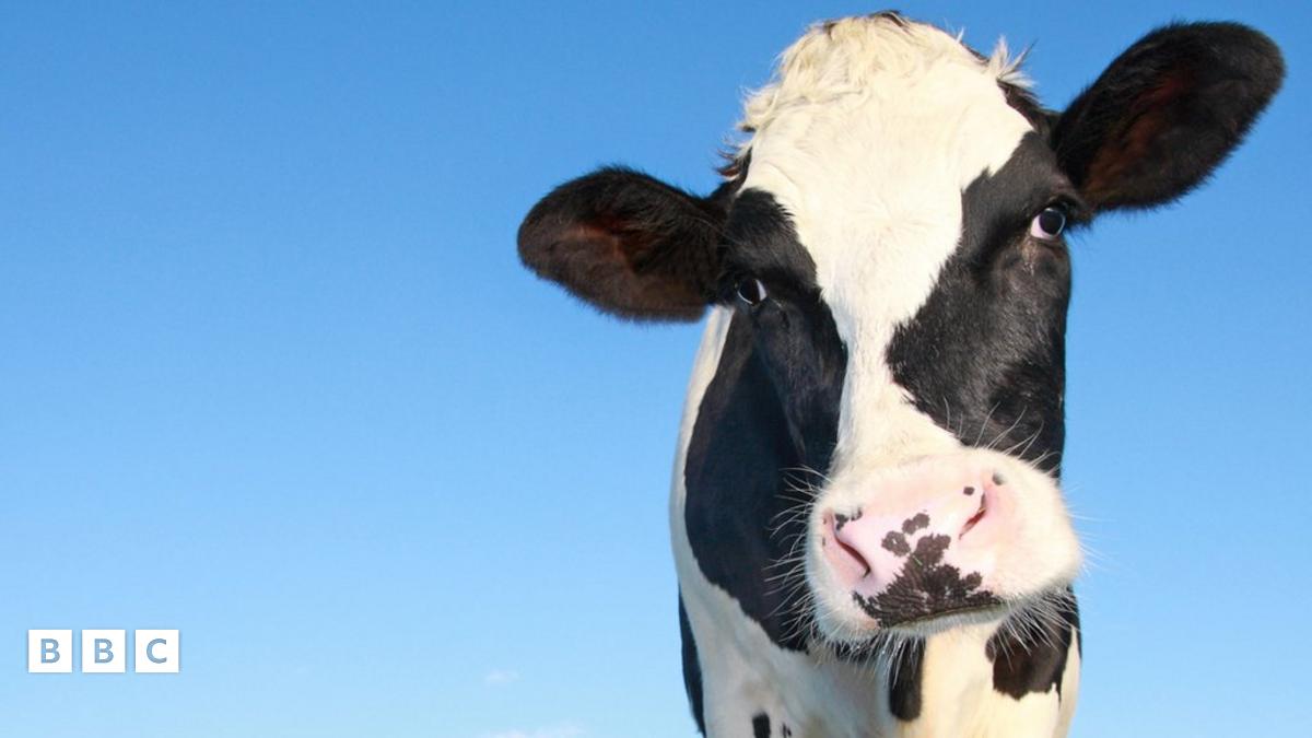 Climate change: How cow burps and pink seaweed can affect the planet ...